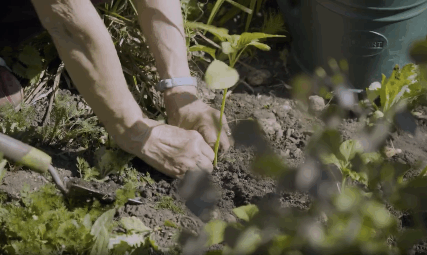 Community Film Screening 2026 - Lincoln Arts Centre